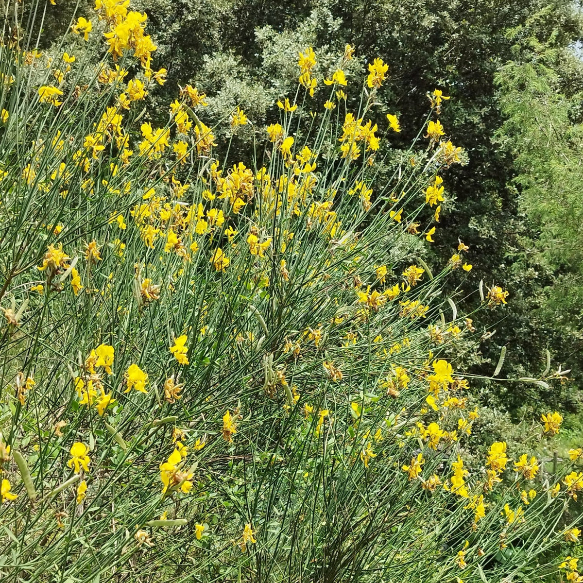 Genista aetnensis – Au Jardin Raisonné