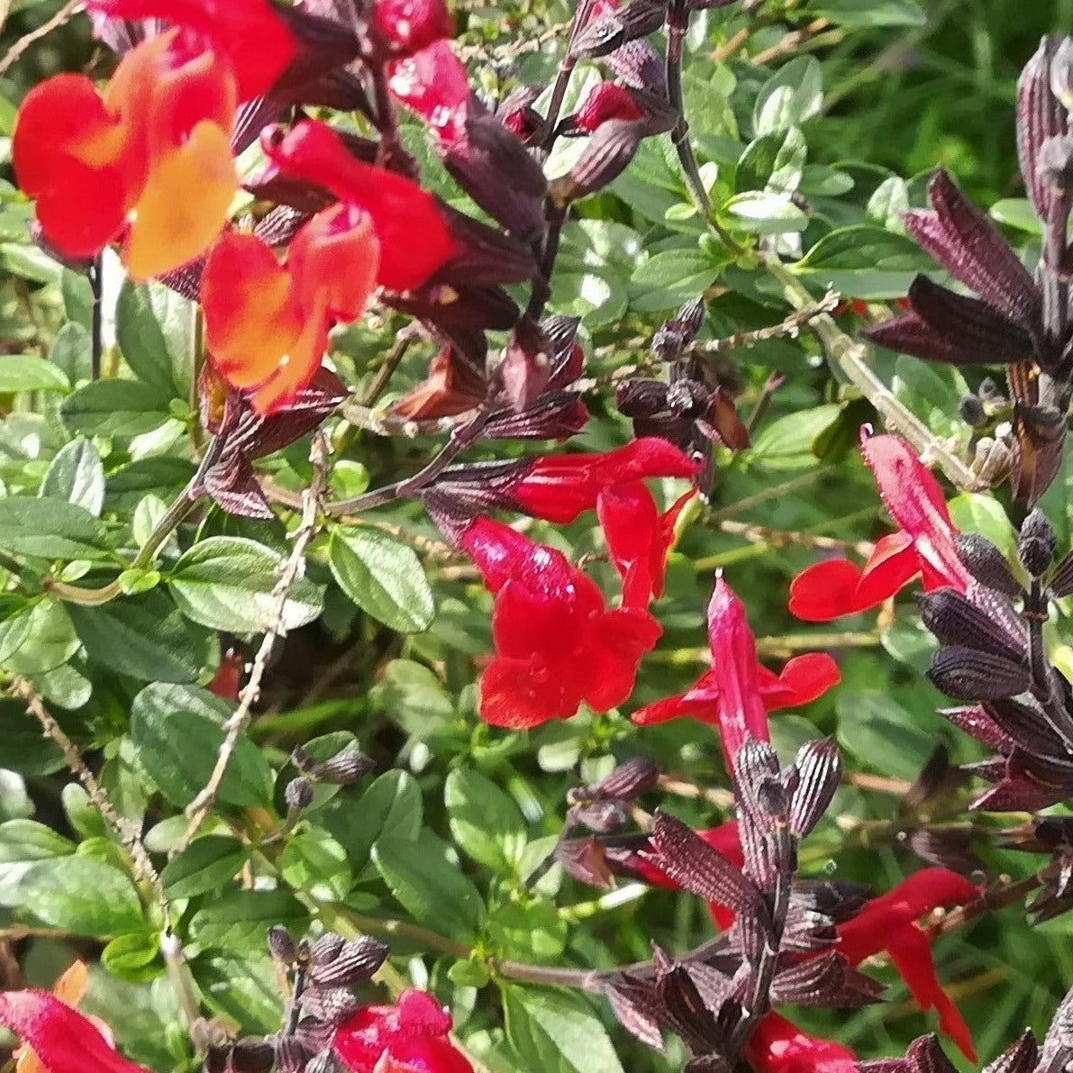 Salvia microphylla ‘Royal Bumble’ – Au Jardin Raisonné