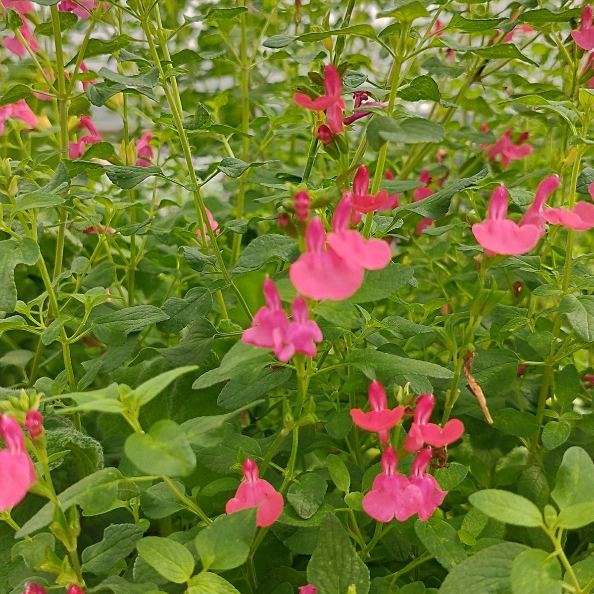 Salvia microphylla ‘saumon’ – Au Jardin Raisonné