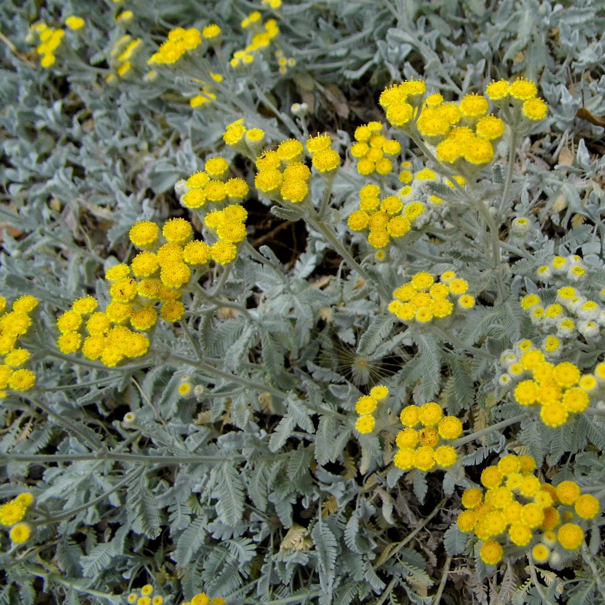 Tanacetum densum subsp. amanii BIO – Au Jardin Raisonné